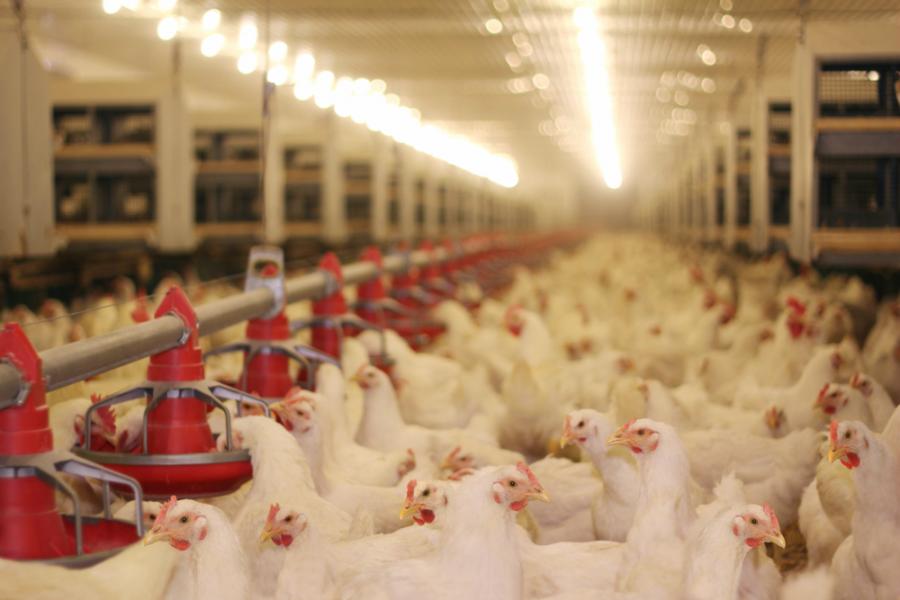 chicken-farm – Agri Limpopo
